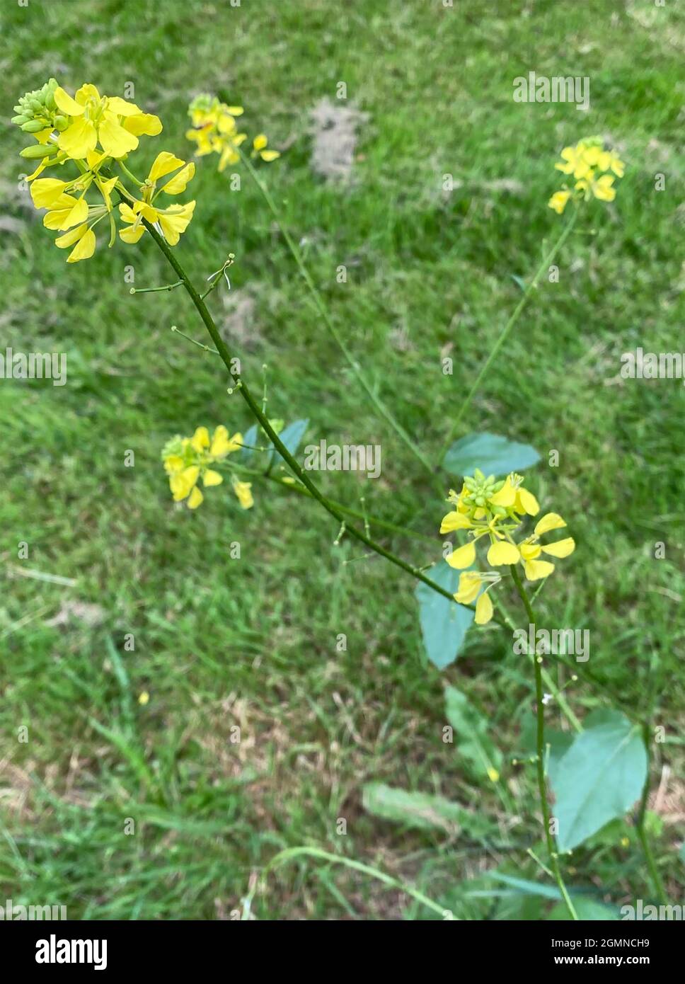 CHARLOCK Sinapis arvensis aka Field Mustard. Photo: Tony Gale Stock ...