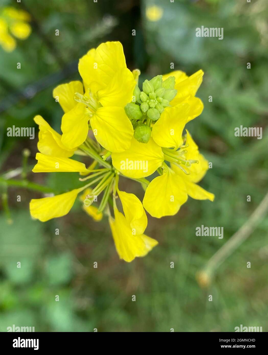 CHARLOCK Sinapis arvensis aka Field Mustard. Photo: Tony Gale Stock ...