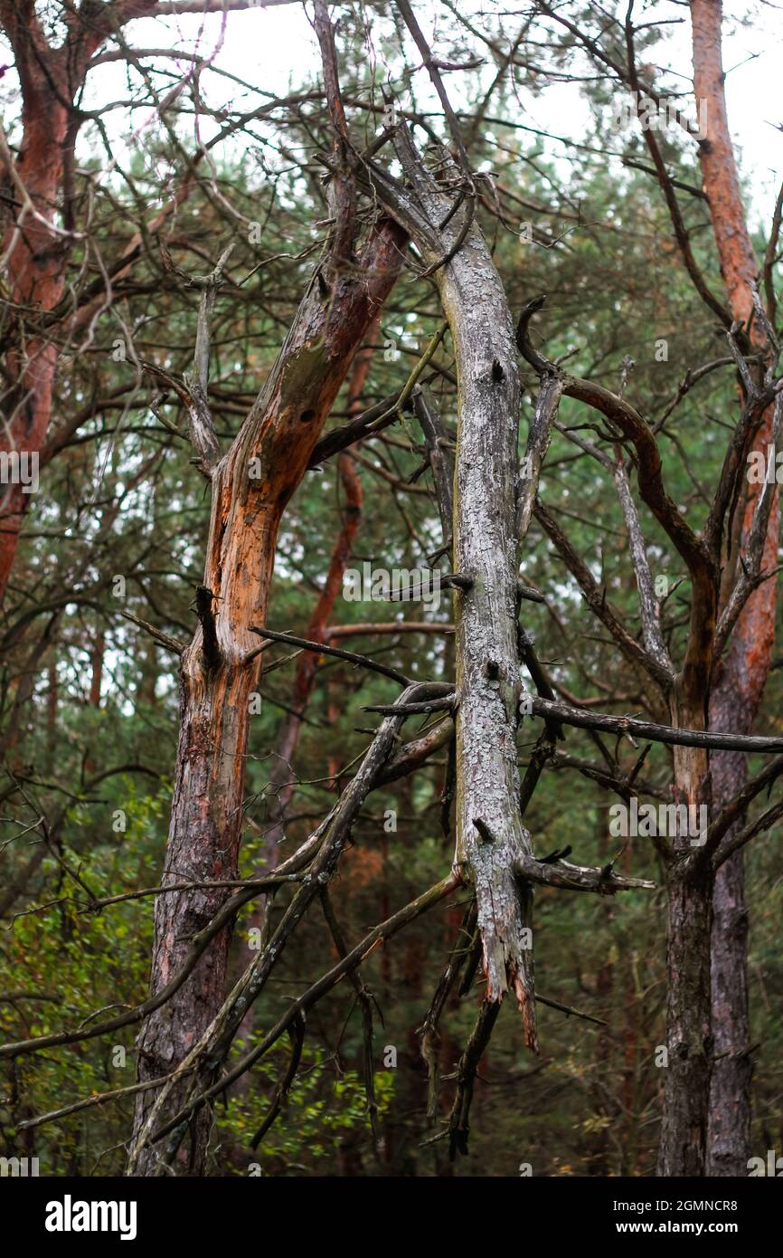 Defocus broken old pine tree after wind storm in forest. Old tree trunk ...