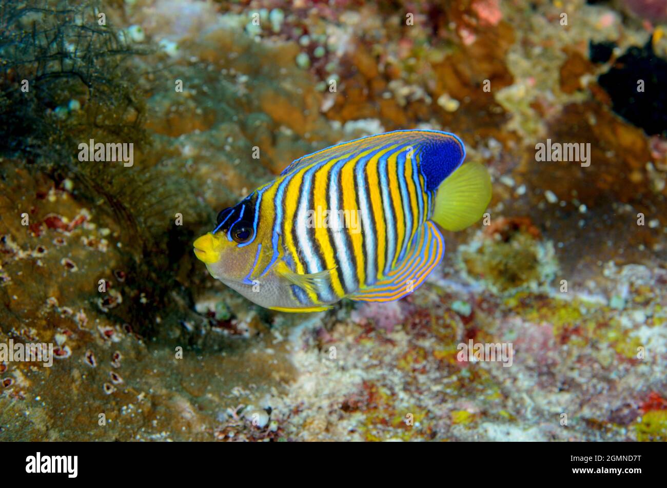 Regal Angelfish, Pygoplites diacanthus, at Misool Islands, Indonesia ...