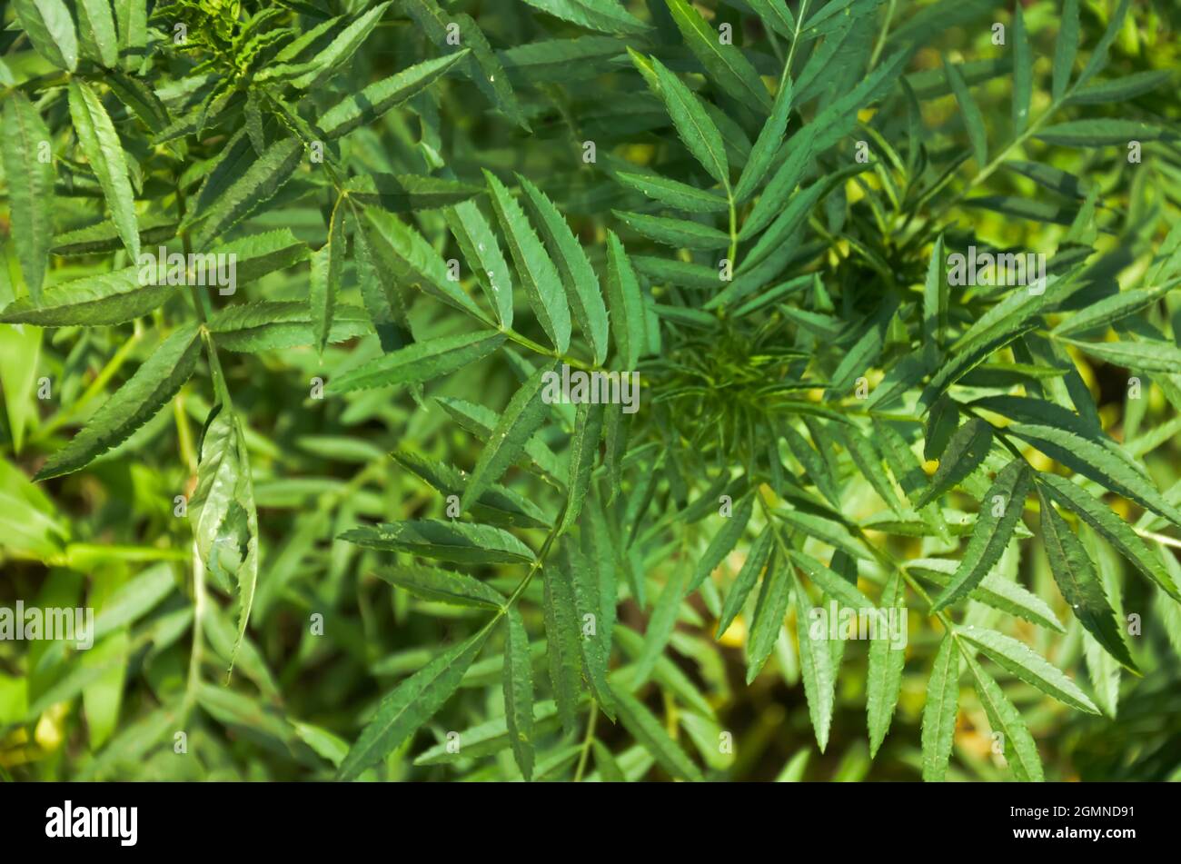 Close up of GREEN MARIGOLD FLOWER LEAVES isolated with blur background ...