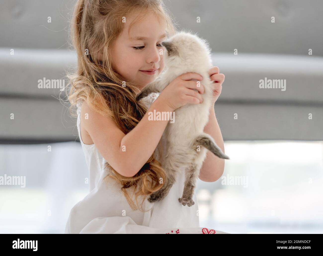 Girl with ragdoll kitten Stock Photo - Alamy
