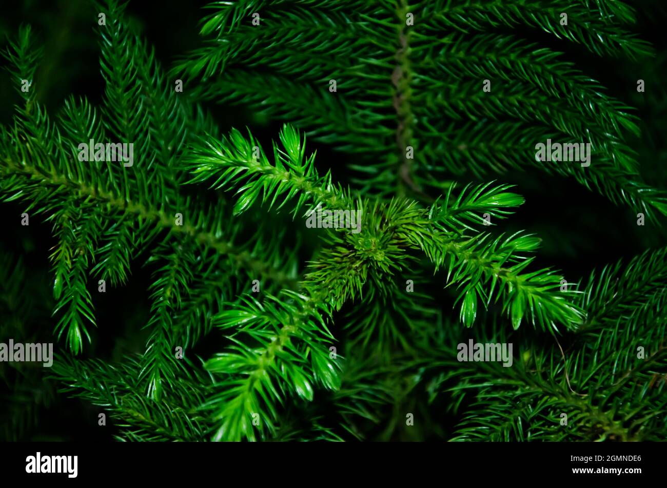 Close up of NORFOLK ISLAND PINE plant's leaves isolated with green blur ...