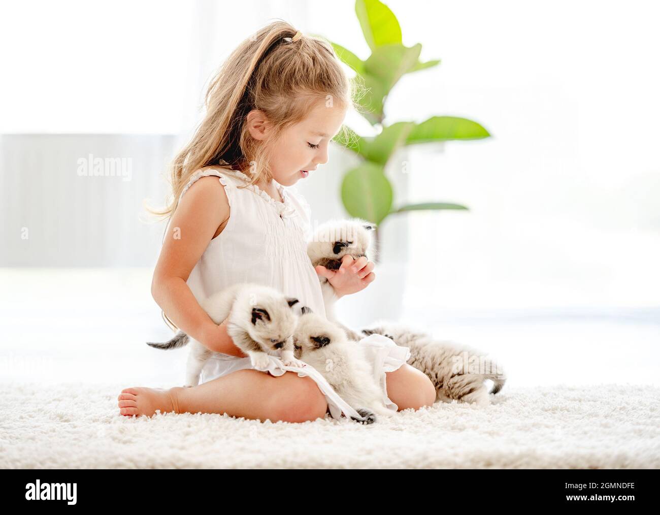 Girl with ragdoll kittens Stock Photo - Alamy