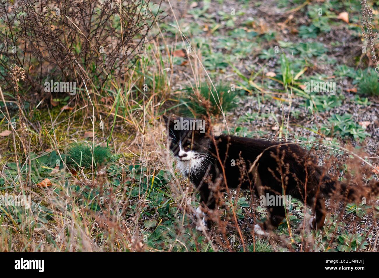Black cat walking side view hi-res stock photography and images - Alamy
