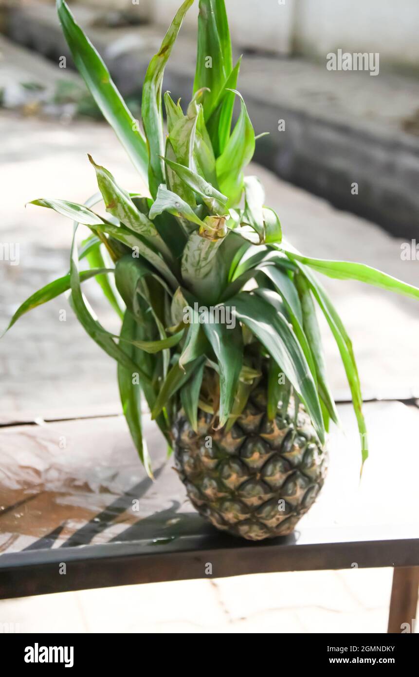 Selective focus on PINEAPPLE ANANAS fruit with green leaves isolated ...