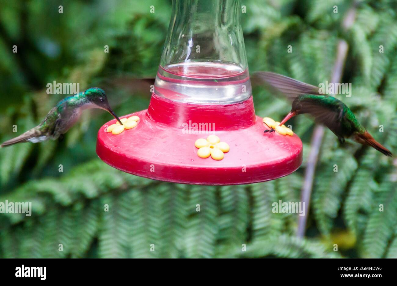Hummingbirds at the feeder in Mindo, Ecuador Stock Photo - Alamy