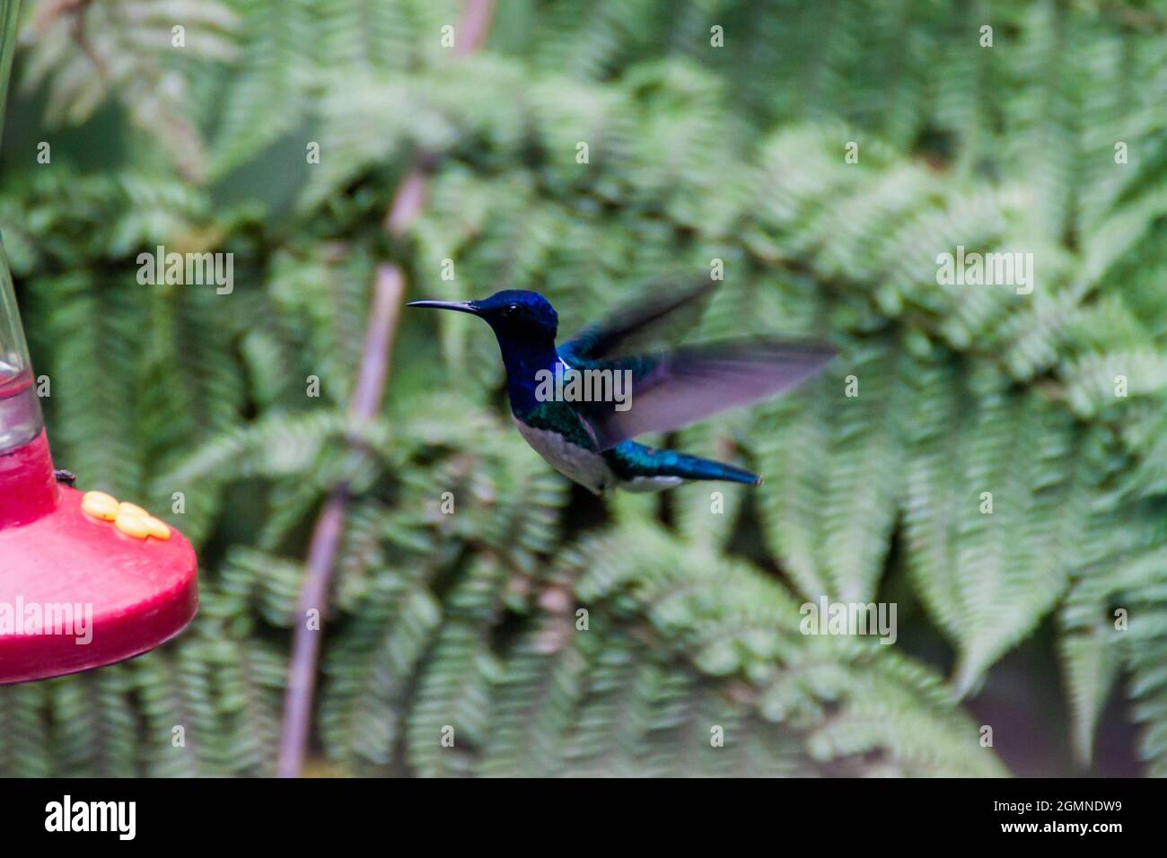 Hummingbird at the feeder in Mindo, Ecuador Stock Photo - Alamy