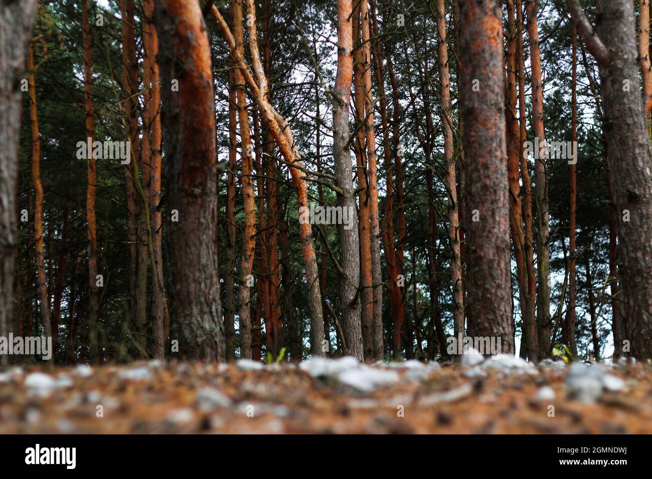 Defocus many fur and pine tree trunk growing on forest floor of crushed ...