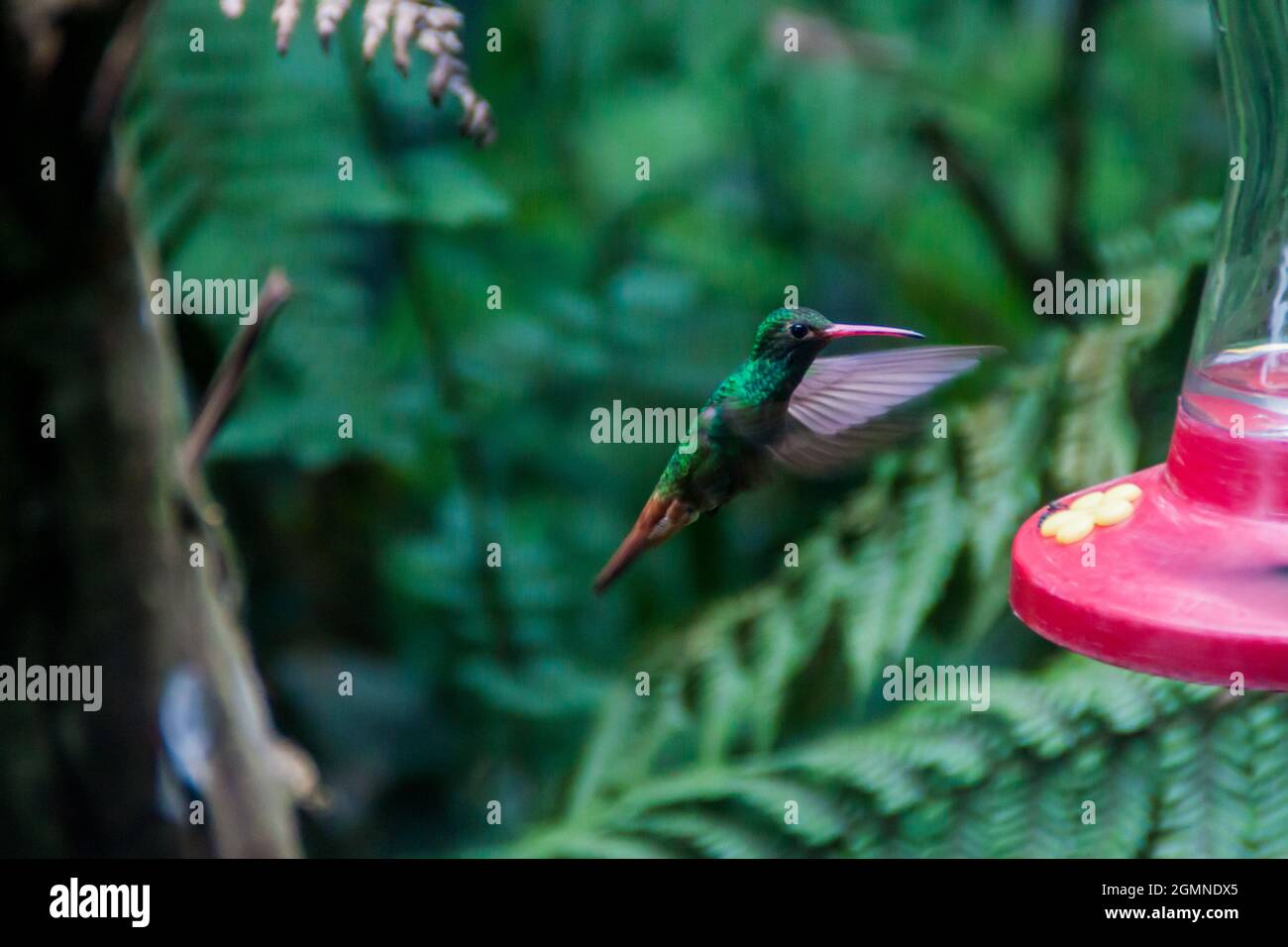 Hummingbird at the feeder in Mindo, Ecuador Stock Photo - Alamy