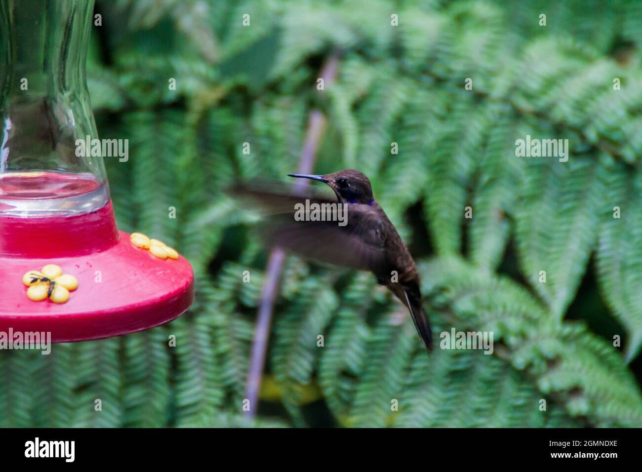 Hummingbird at the feeder in Mindo, Ecuador Stock Photo - Alamy