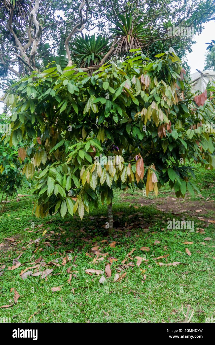Cacao tree in Mindo, Ecuador Stock Photo - Alamy