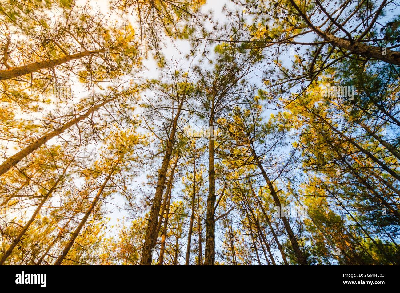 Canopy of trees hi-res stock photography and images - Alamy