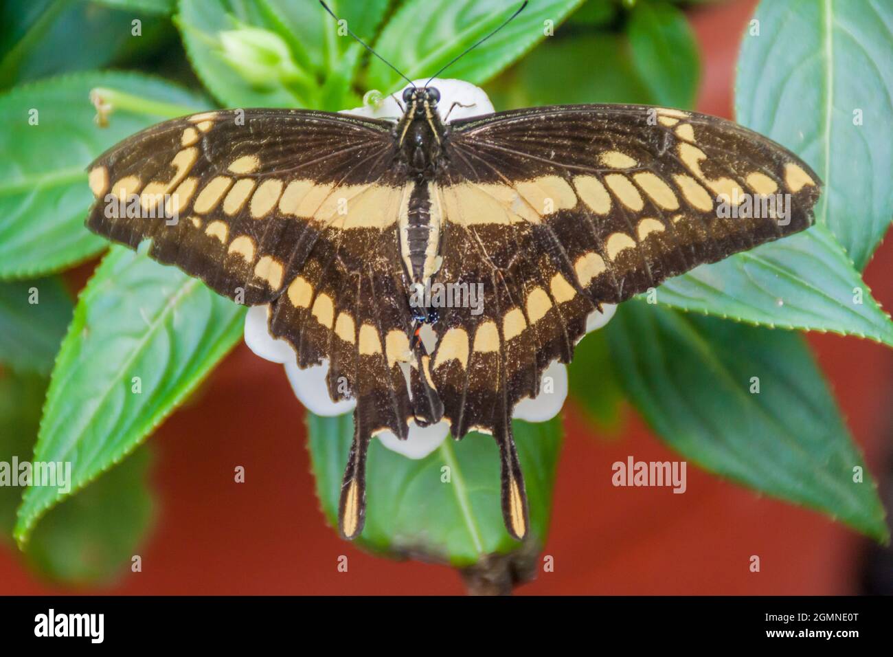 The King Swallowtail butterfly (Papilio thoas) in Mariposario (The ...