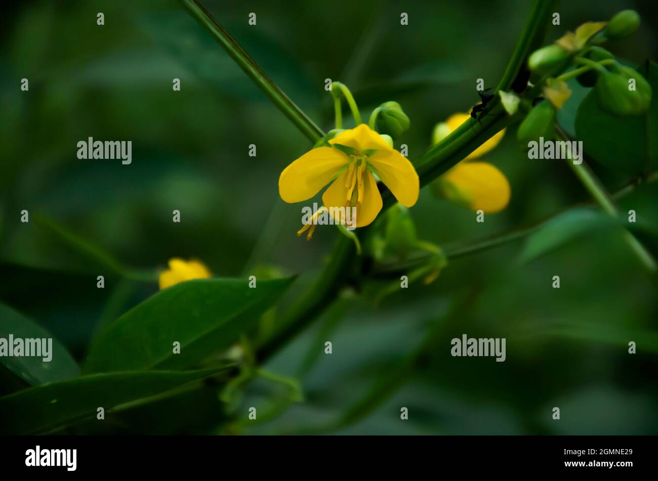 Selective focus on yellow SENNA OCCIDENTALIS flower with green leaves ...