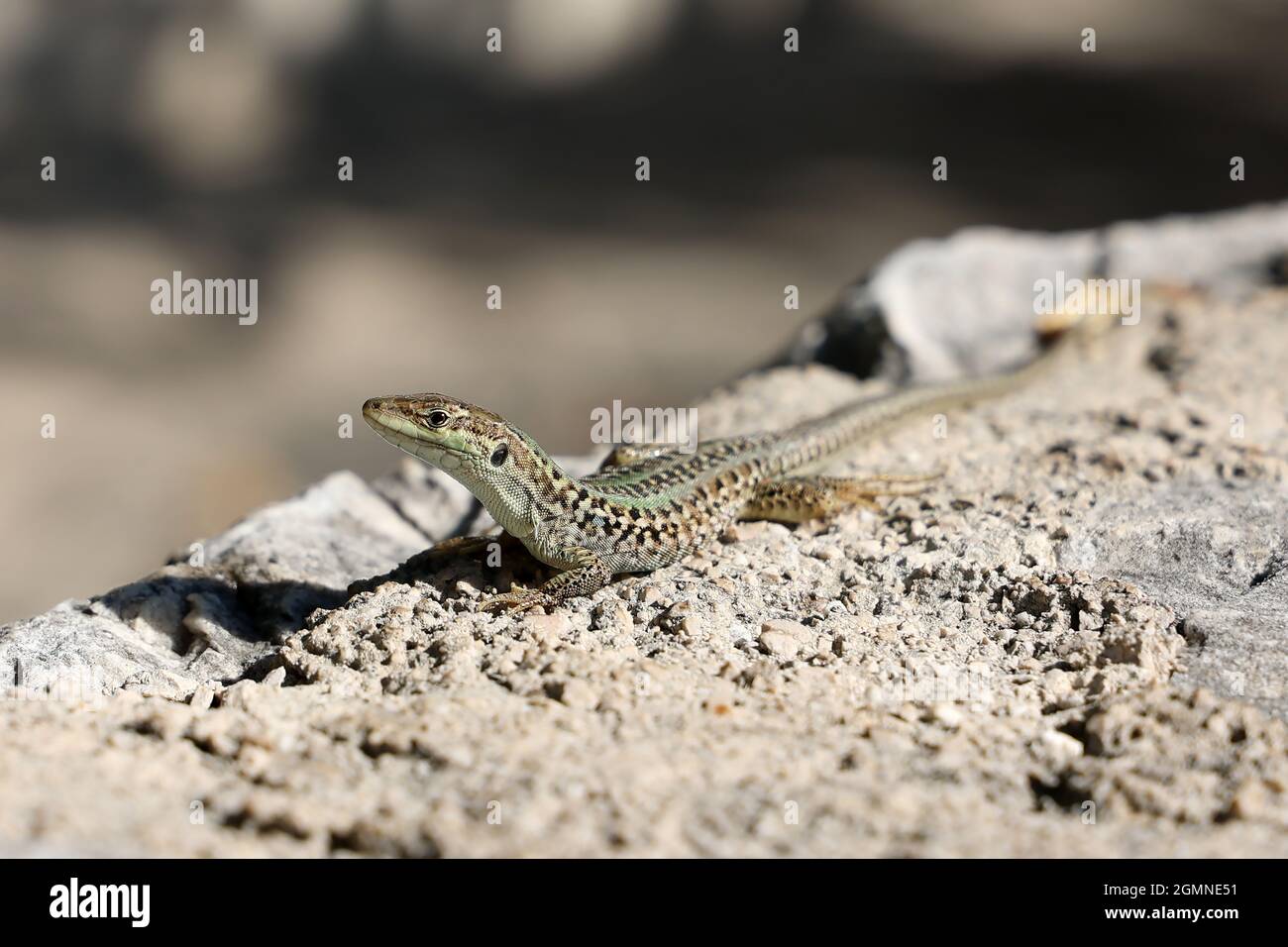 Green lizard on a rock in the sun Stock Photo - Alamy
