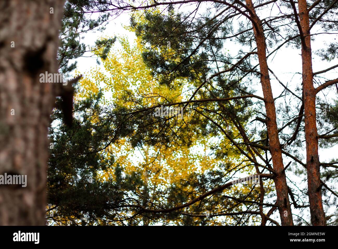 Defocus pine tree, trunk and leaves. Natural background. Tree branches ...