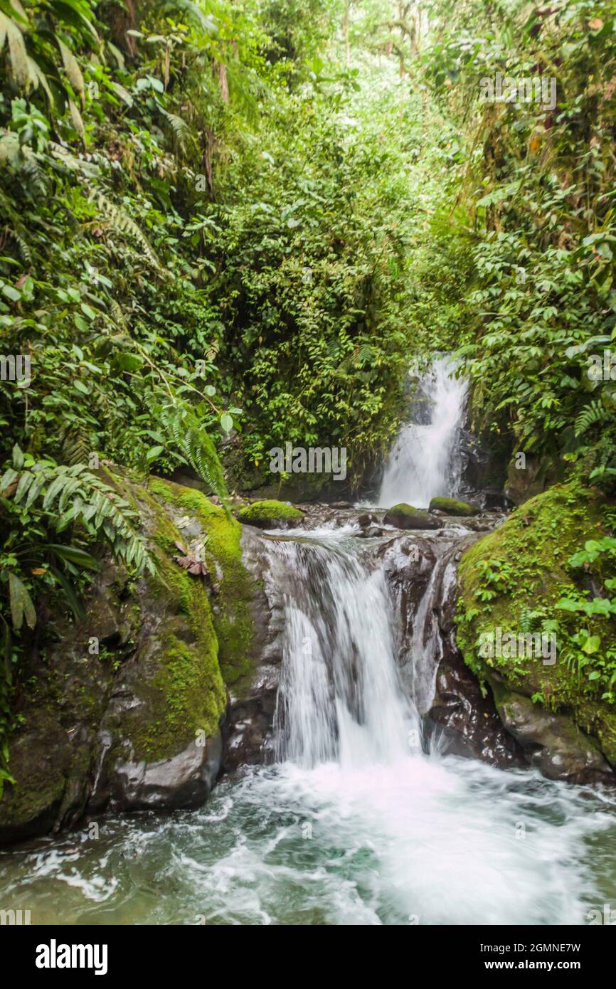 Mindo nambillo cloud forest reserve hi-res stock photography and images ...