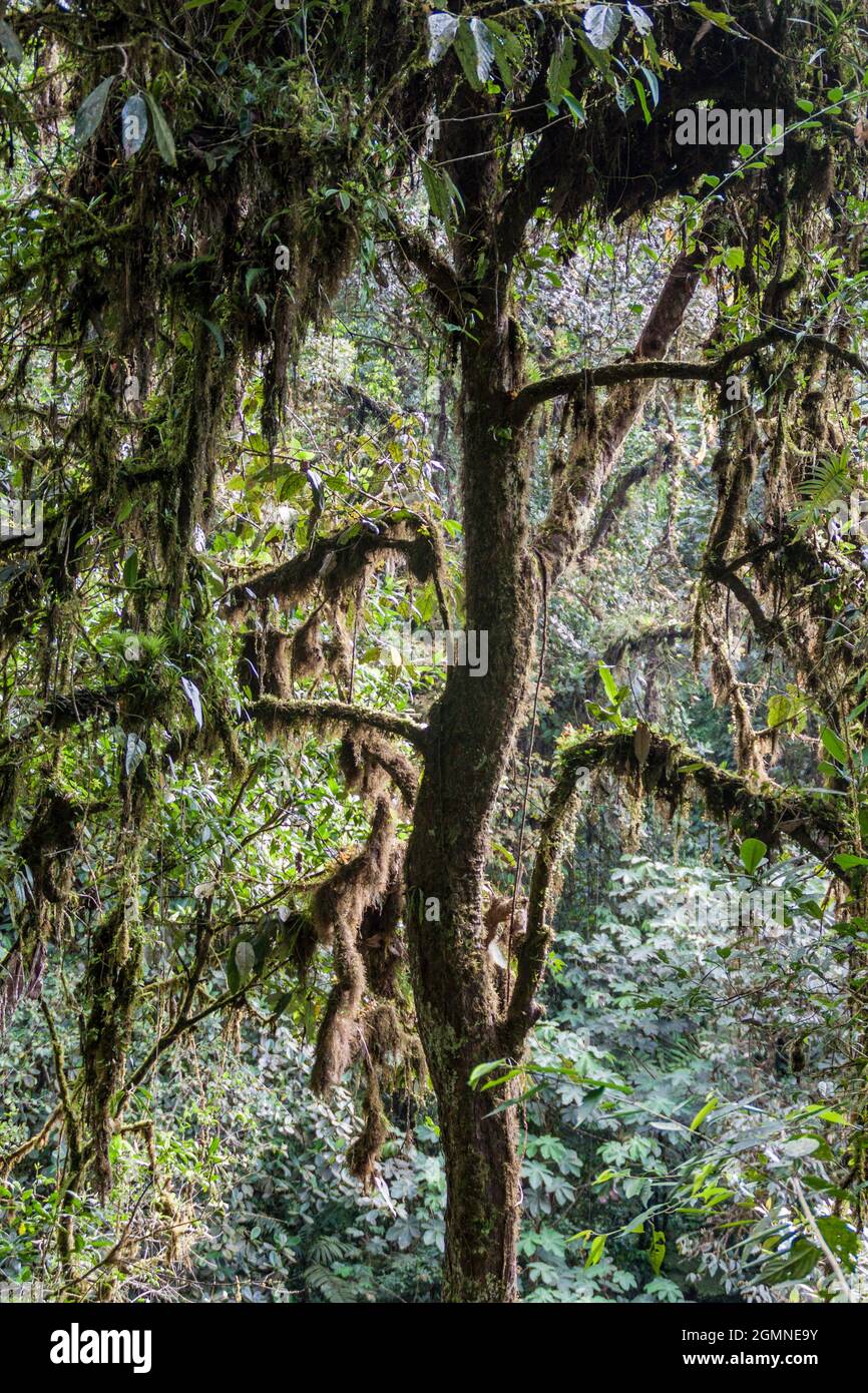 Mindo nambillo cloud forest reserve hi-res stock photography and images ...