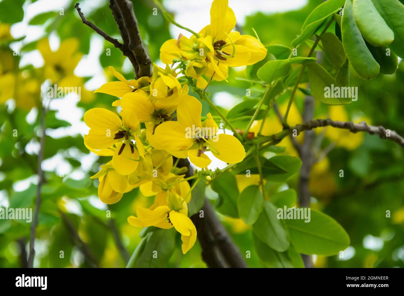 Selective focus on BEAUTIFUL YELLOW AMALTAS flowers with green leaves ...