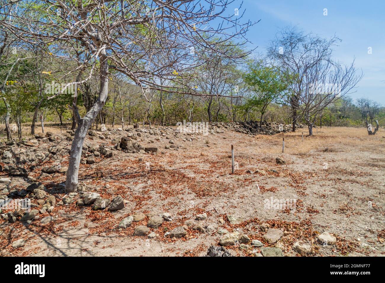 Dry forest in Machalilla National Park, Ecuador Stock Photo - Alamy