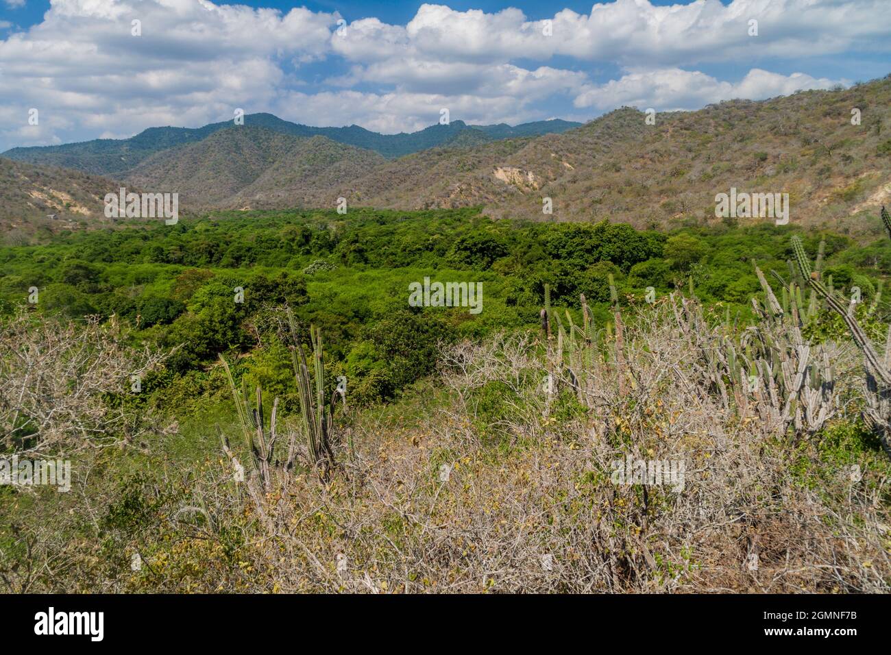 Dry forest in Machalilla National Park, Ecuador Stock Photo - Alamy
