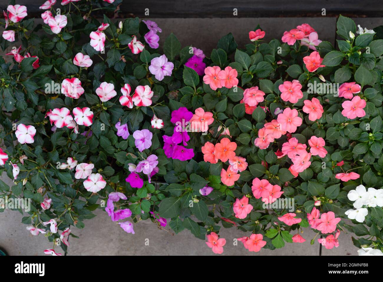 Top view of plants of colorful flowers with green leaves Stock Photo ...