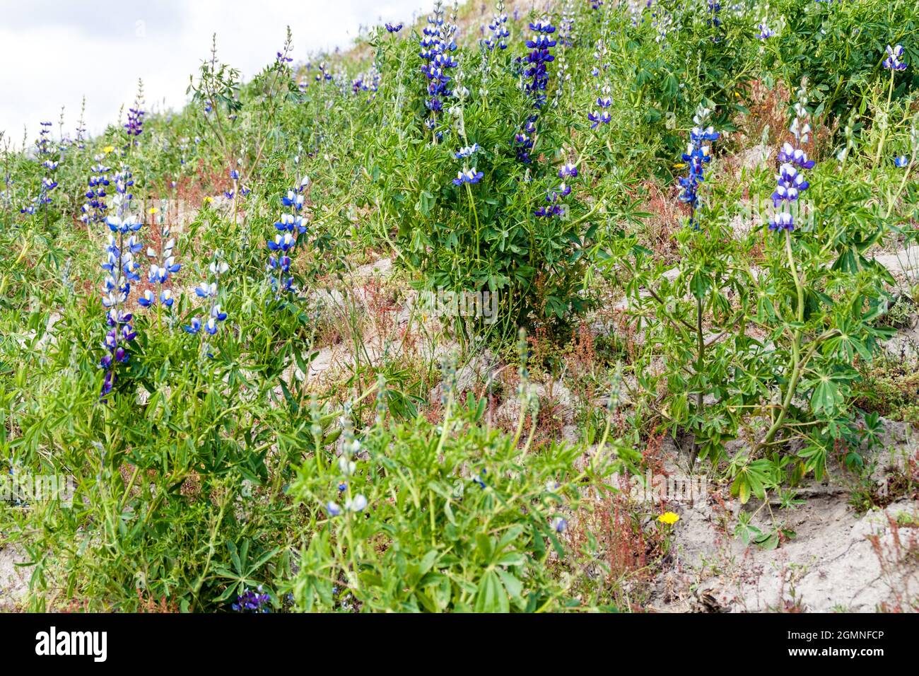 Field of Lupinus mutabilis, species of lupin grown in the Andes, mainly ...