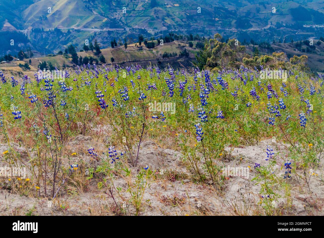 Field of Lupinus mutabilis, species of lupin grown in the Andes, mainly ...