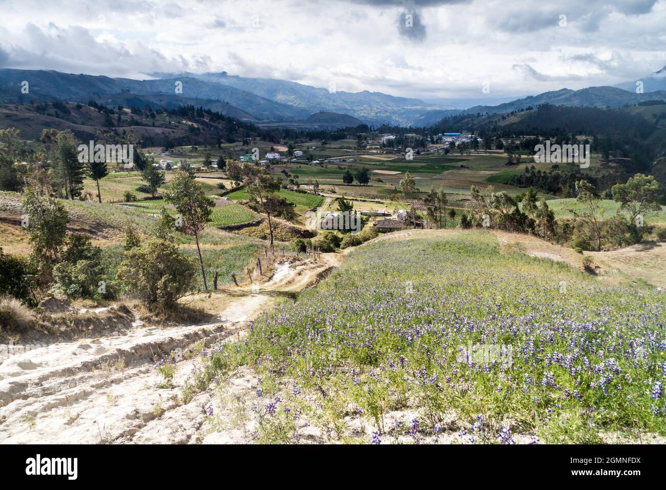Mountains and field of Lupinus mutabilis, species of lupin grown in the ...