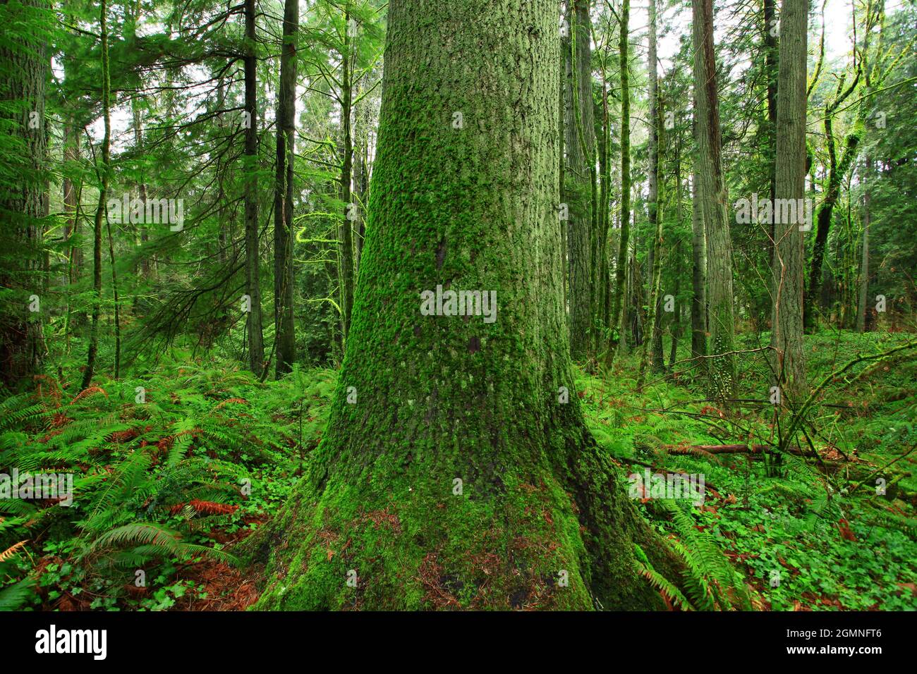a exterior picture of an Pacific Northwest forest with Western hemlock ...