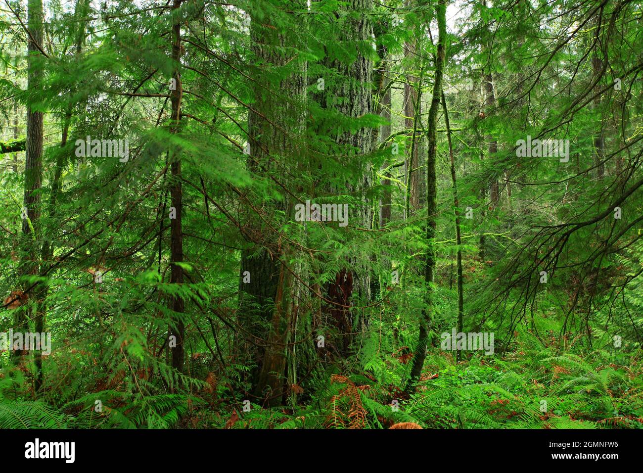 a exterior picture of an Pacific Northwest forest with Western red ...
