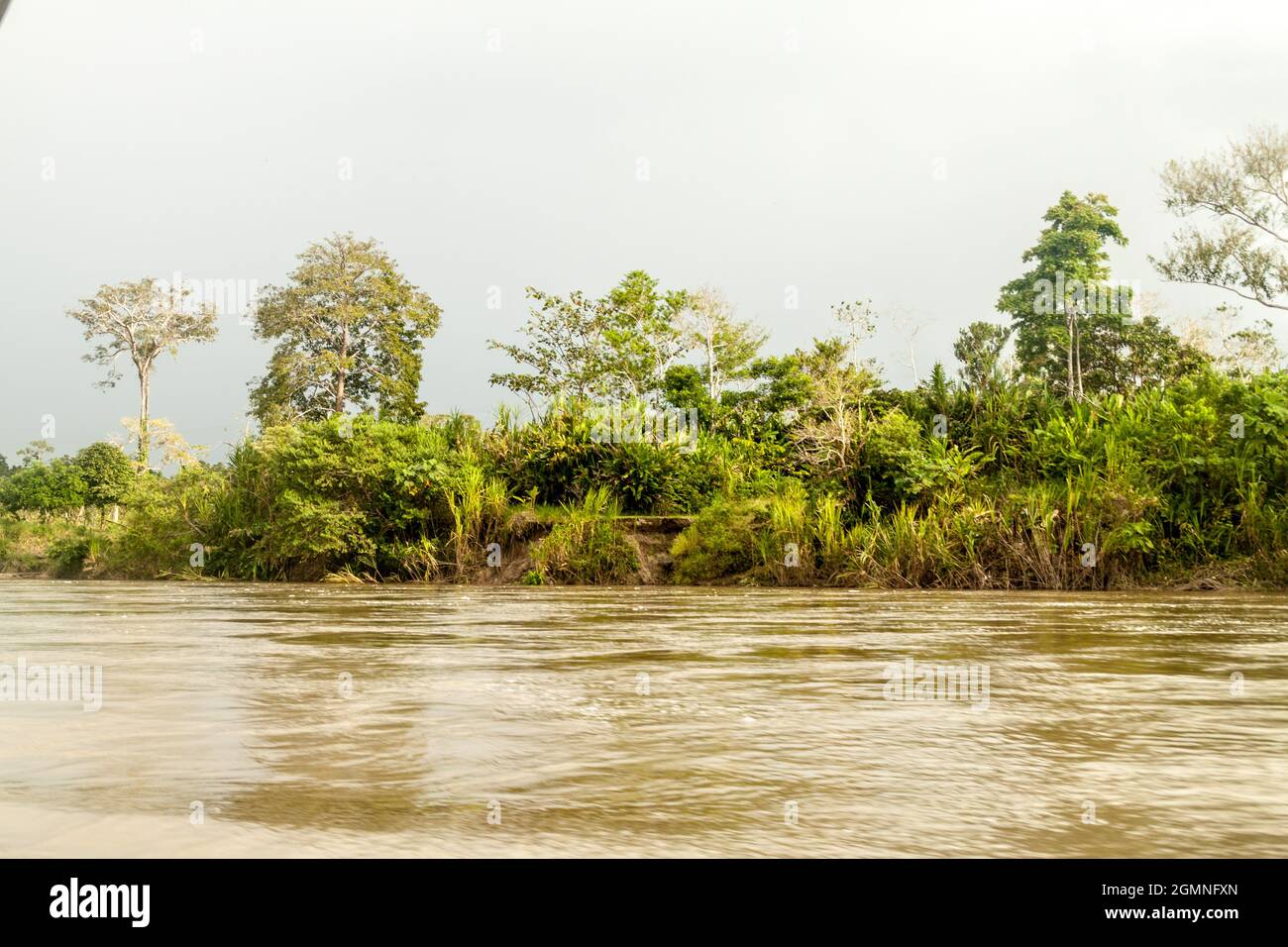 Jungle along river Napo, Ecuador Stock Photo - Alamy
