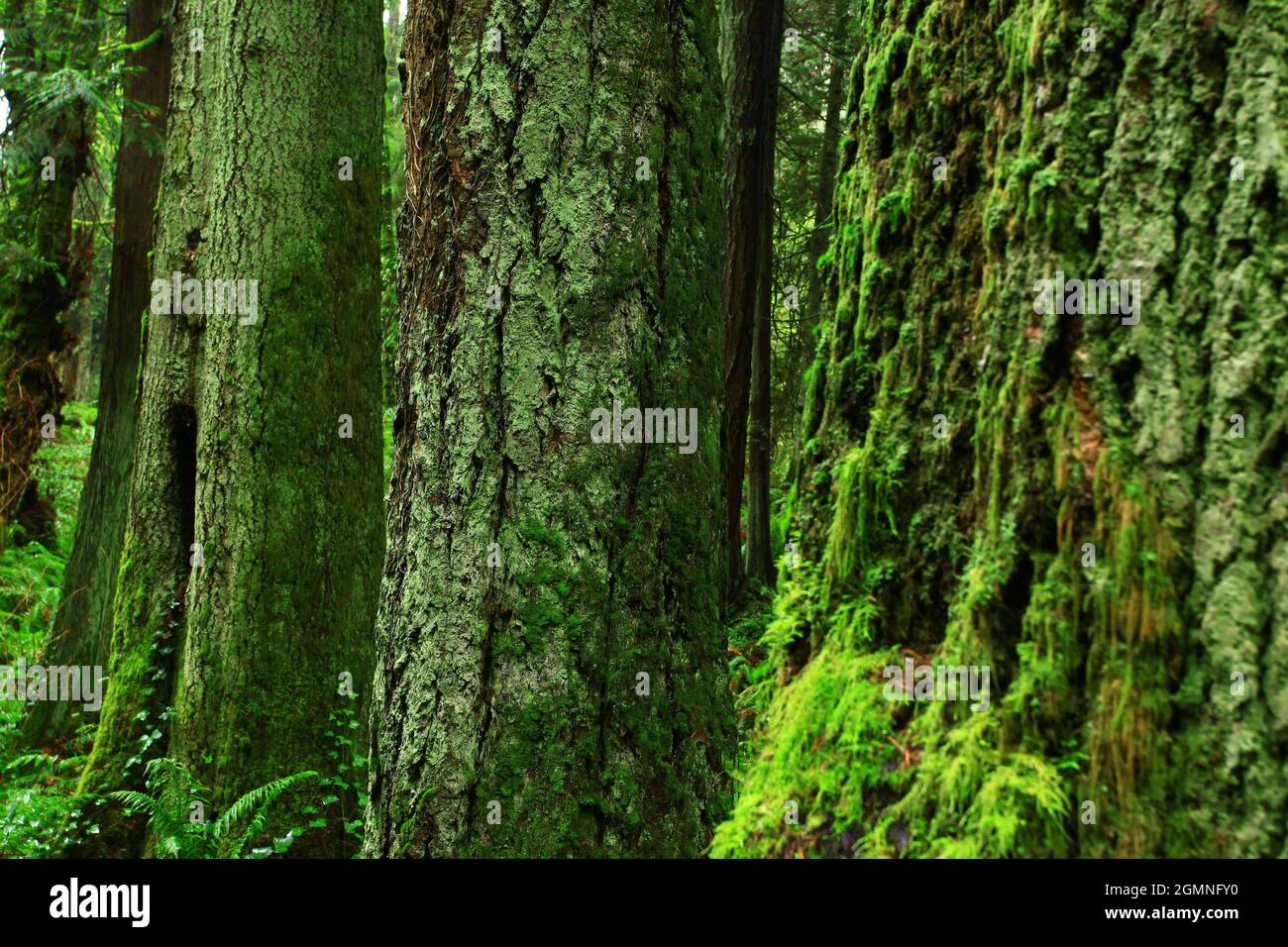 a exterior picture of an Pacific Northwest forest with Douglas fir ...