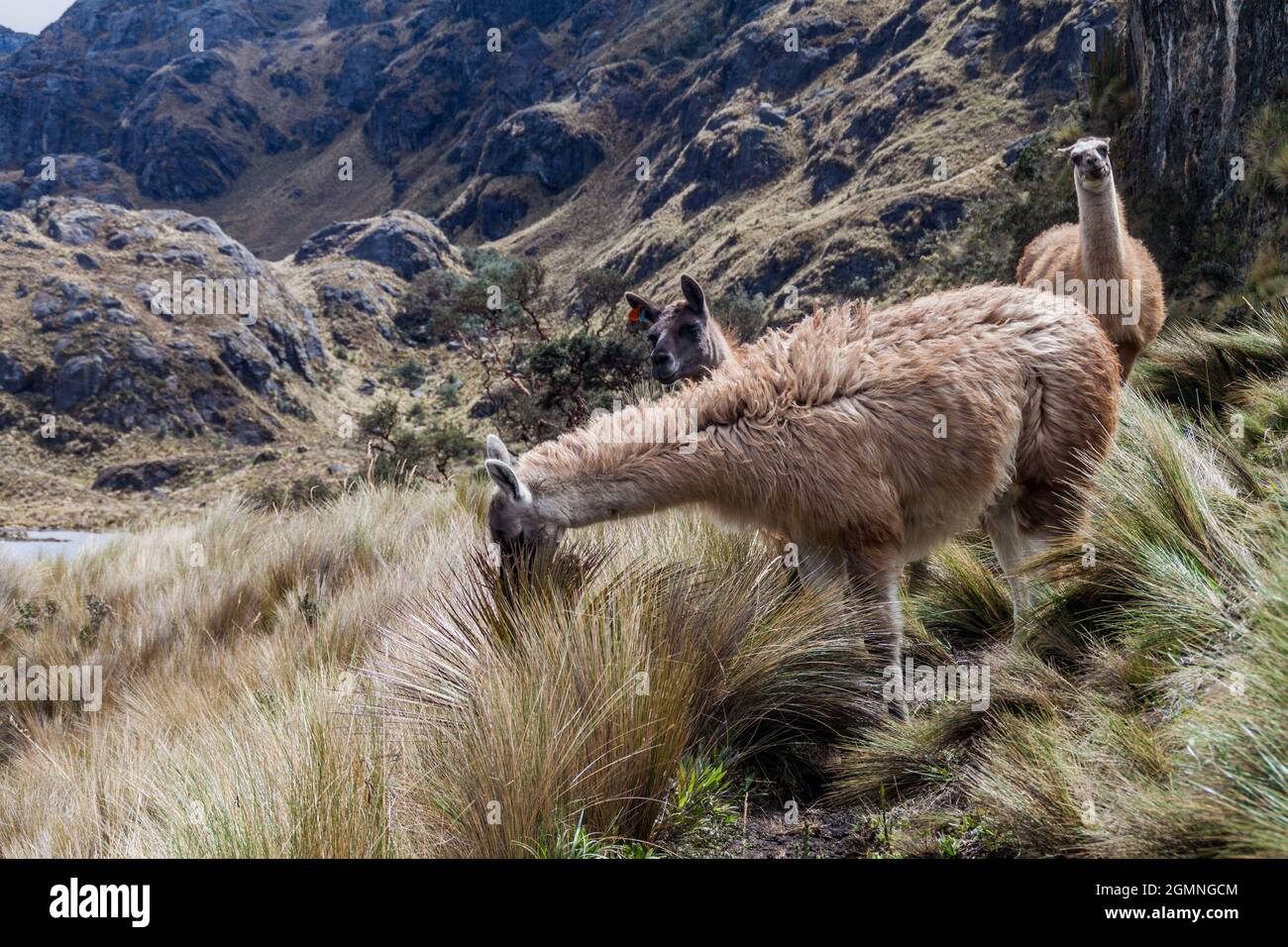 Llamas ecuador hi-res stock photography and images - Alamy