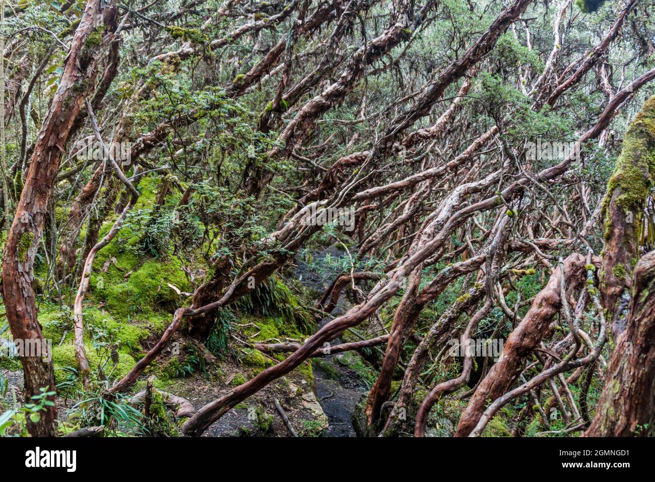 Forest of Polylepis trees in National Park Cajas, Ecuador Stock Photo ...
