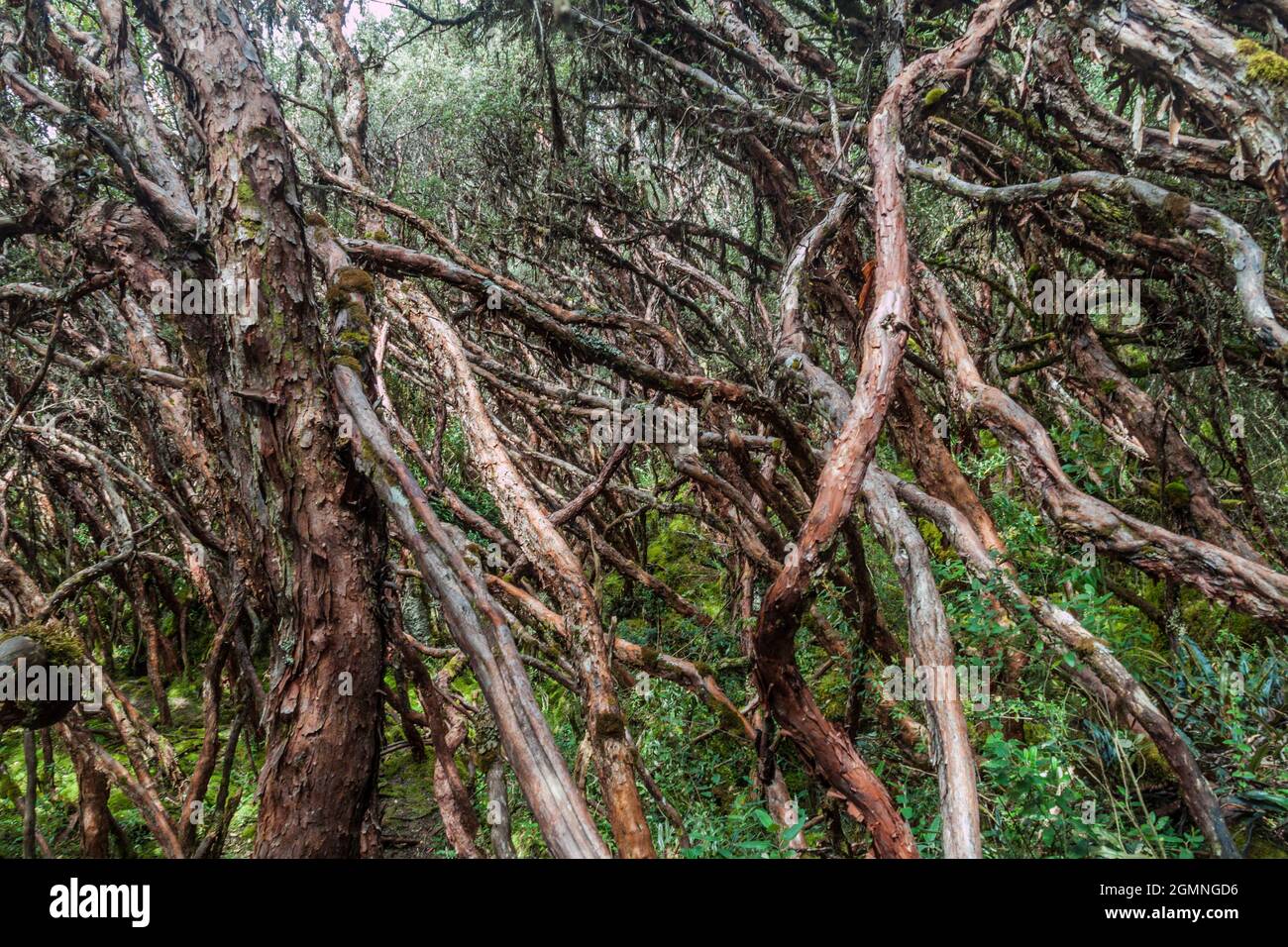 Forest of Polylepis trees in National Park Cajas, Ecuador Stock Photo ...