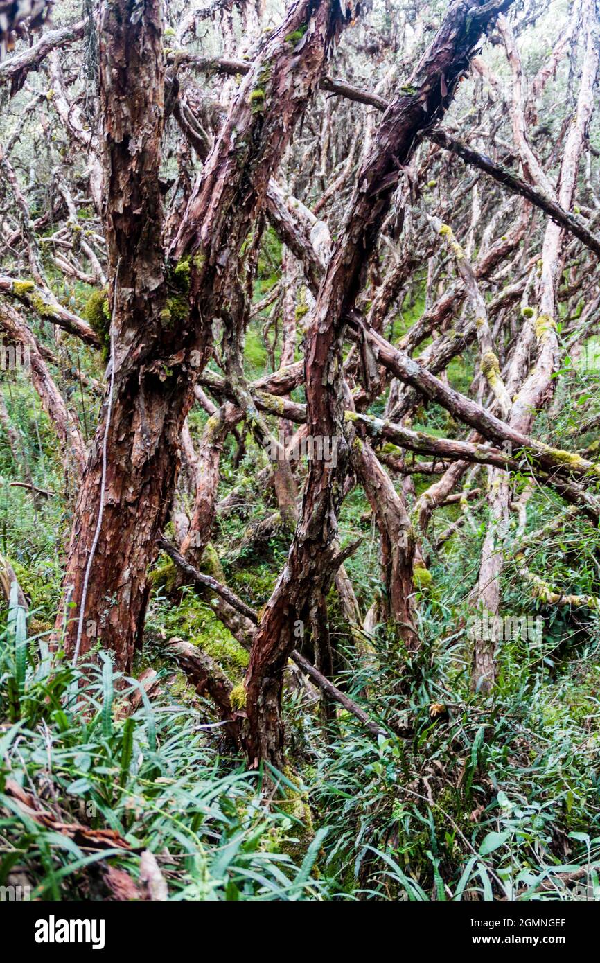 Forest of Polylepis trees in National Park Cajas, Ecuador Stock Photo ...
