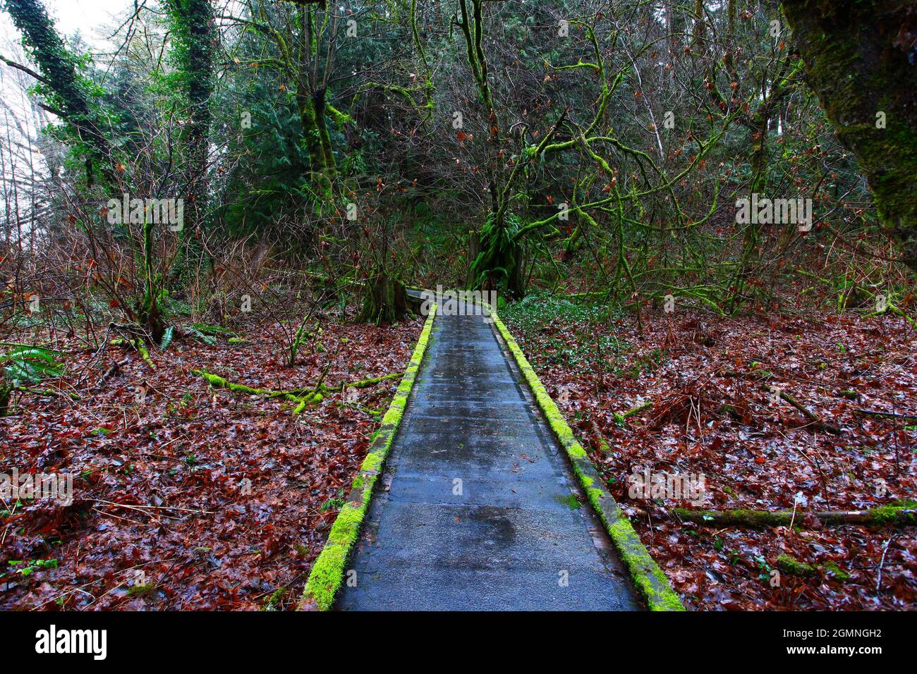 a exterior picture of an Pacific Northwest forest trail Stock Photo - Alamy