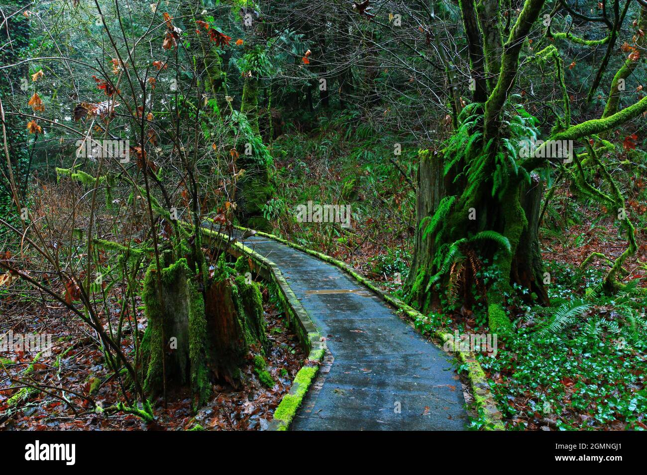 a exterior picture of an Pacific Northwest forest trail Stock Photo - Alamy