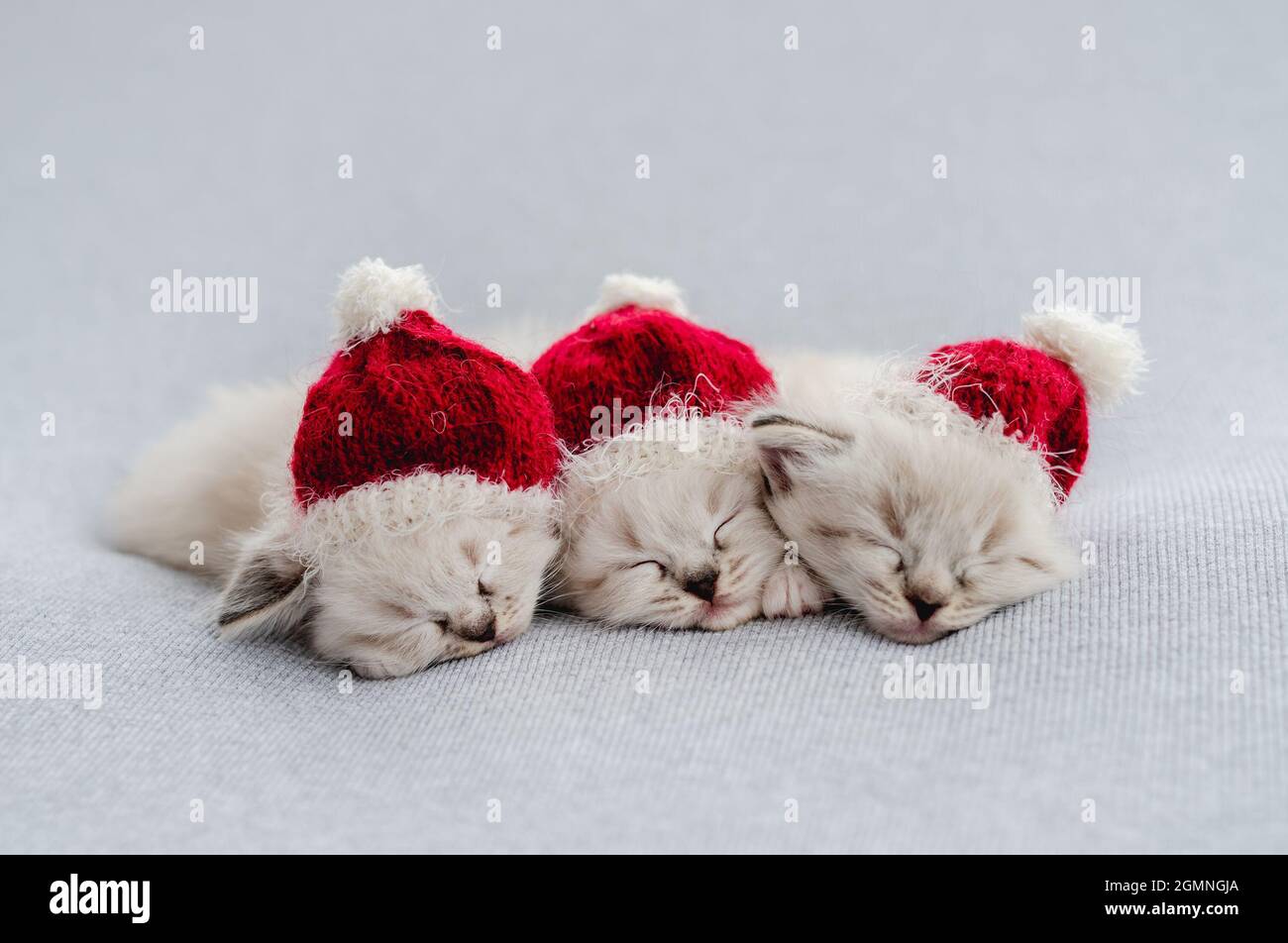 Ragdoll kittens photos newborn style Stock Photo - Alamy