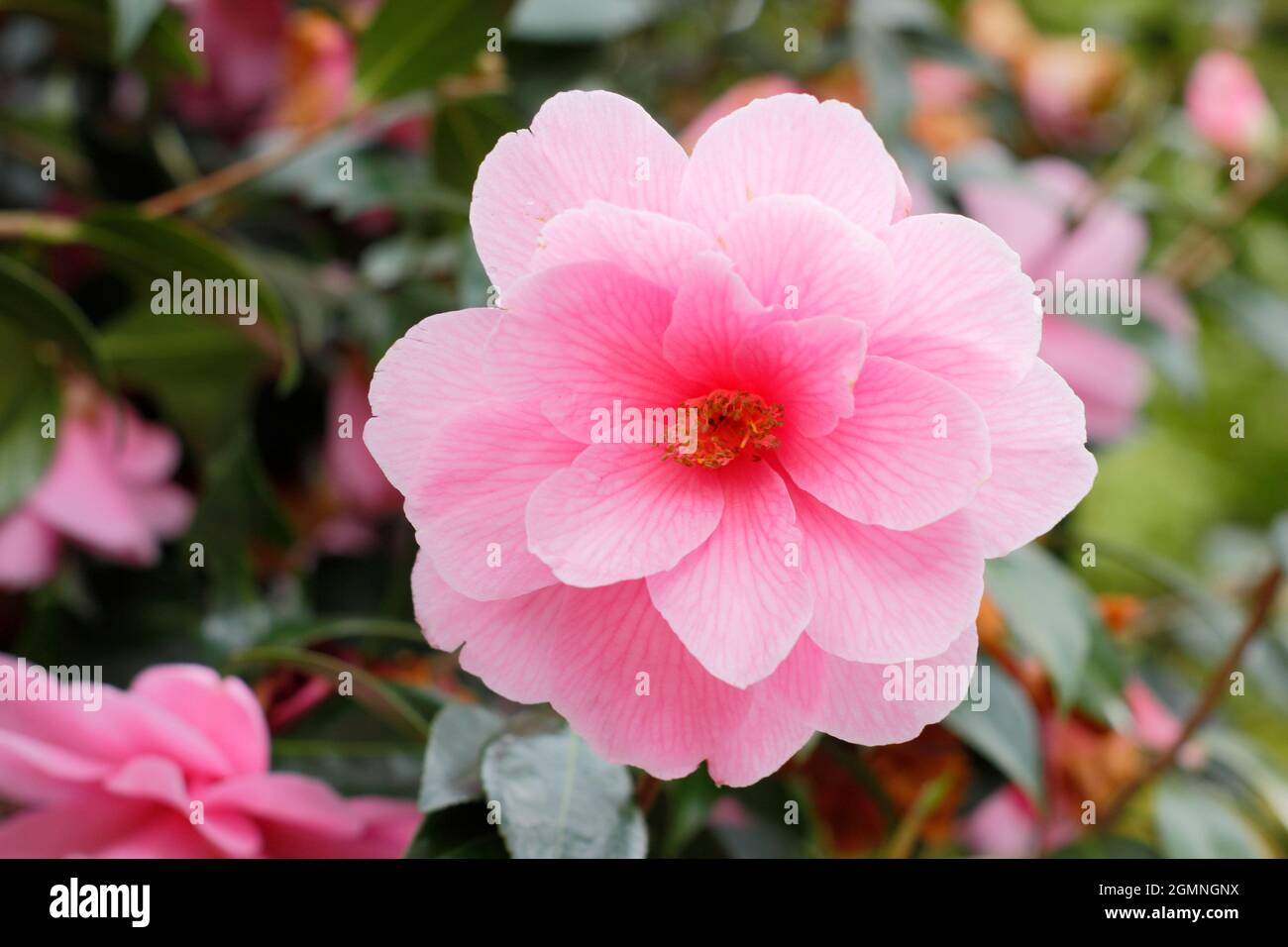 Camellia × williamsii 'Daintiness' displaying pink blooms in spring. UK ...