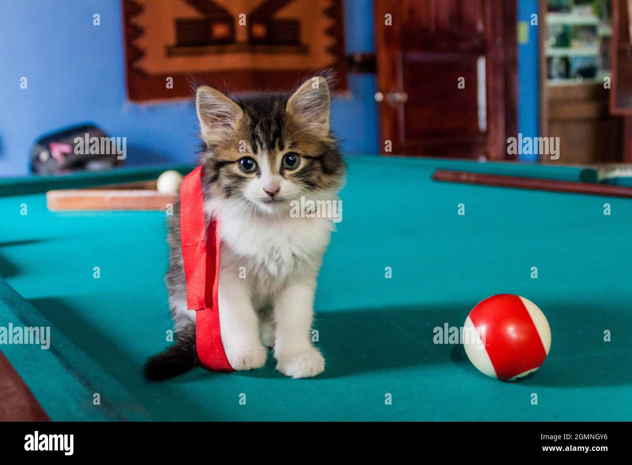 Kitten on the pool table Stock Photo - Alamy