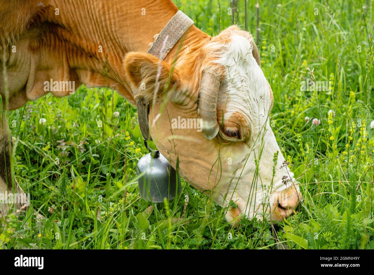 Head of a cow with a bell on the neck close-up. An animal eating grass ...
