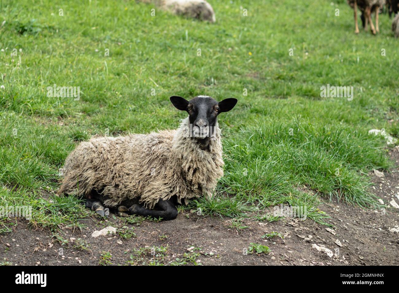 A sheep with dirty wool lies on the green grass and looks at the camera ...