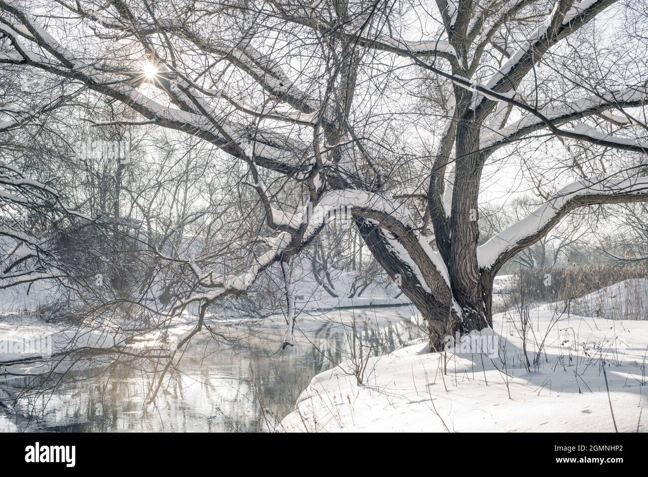 Black Willow Tree Winter
