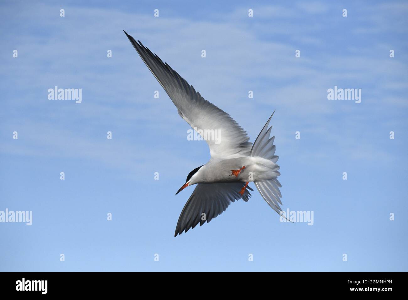 Common Tern - Sterna hirundo Stock Photo - Alamy