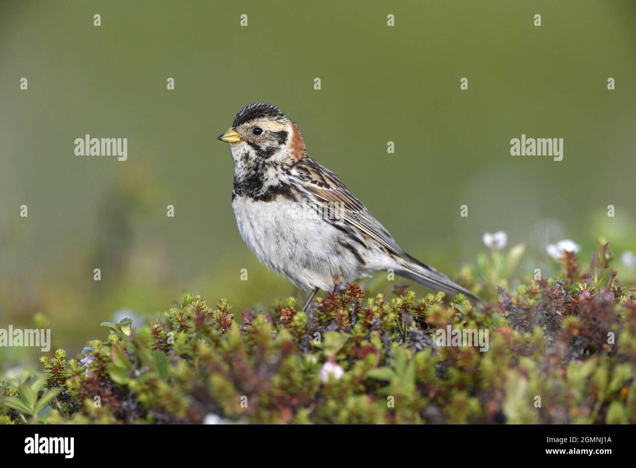 Lapland Bunting - Calcarius lapponicus female Stock Photo - Alamy