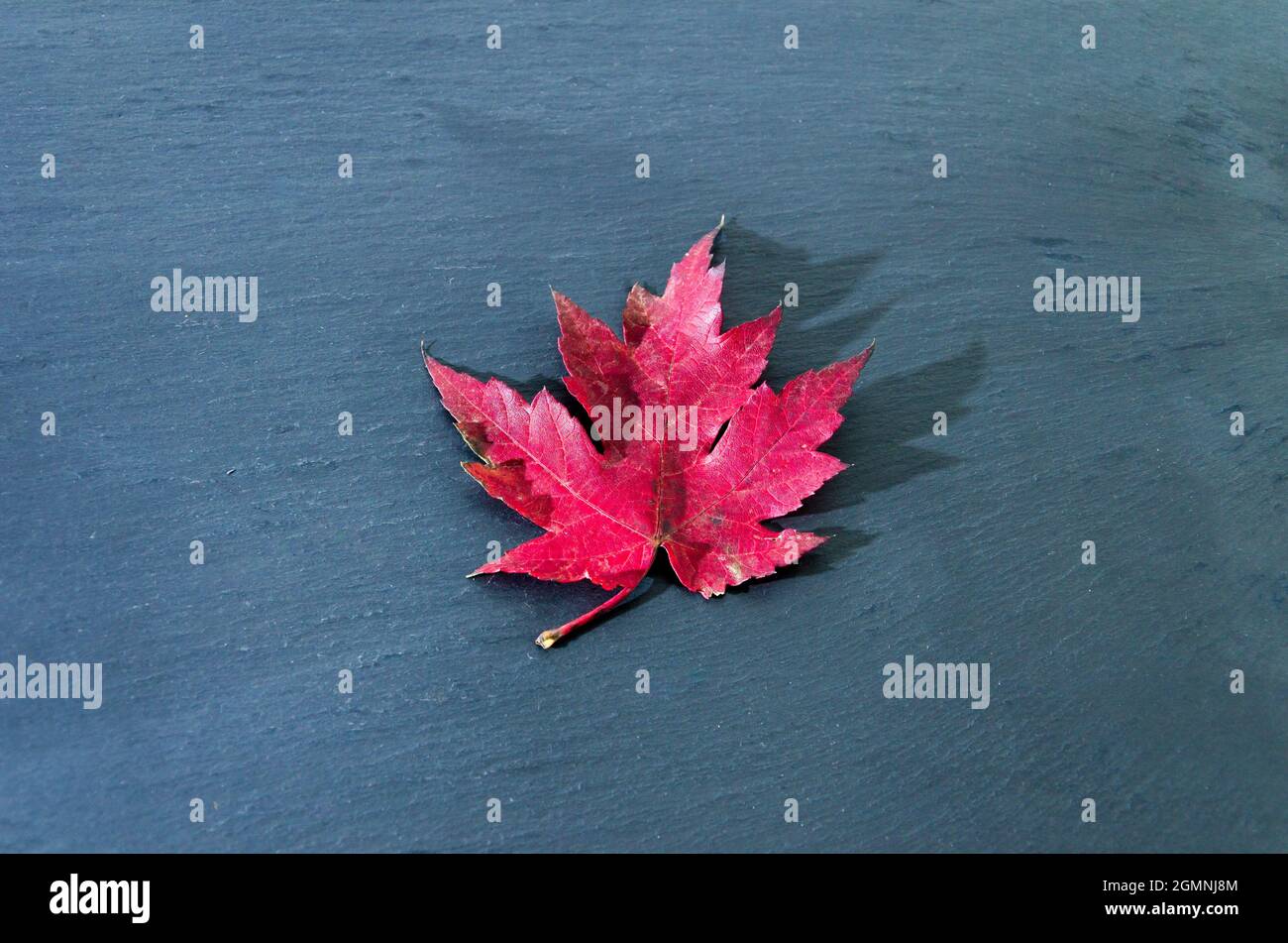 Dry fallen leaves of the tree on a dark background Stock Photo - Alamy