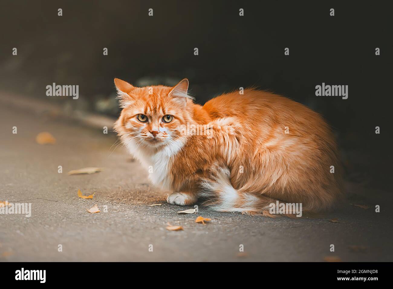 Domestic long haired ginger cat hi-res stock photography and images - Alamy